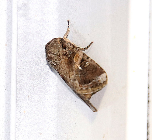 Photo 100003407, (c) mamole, some rights reserved (CC BY-NC), uploaded ...