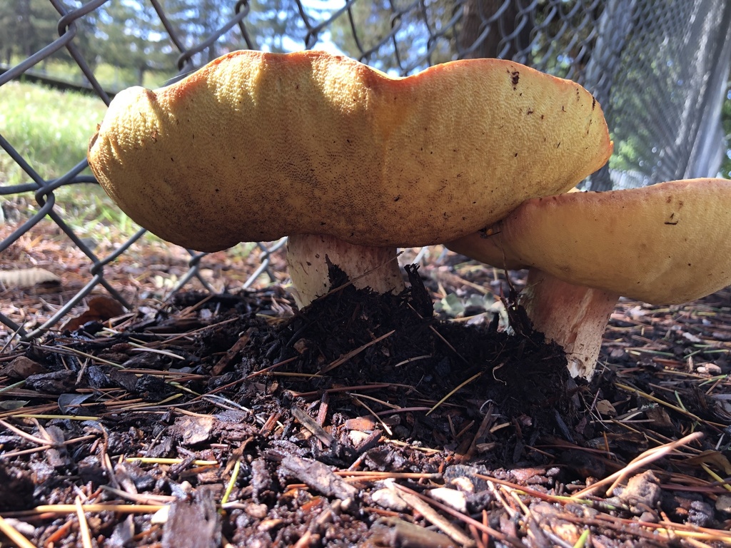 King Bolete from S 56th Pl, Ridgefield, WA, US on October 12, 2020 at ...