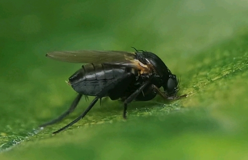 粪蚤蝇属 (Borophaga)