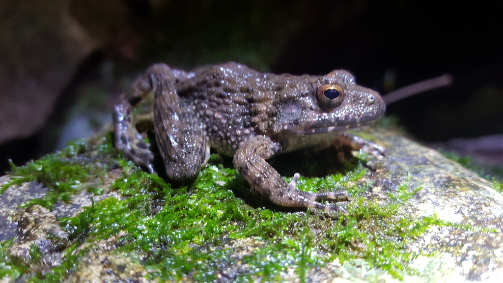 Imienpo Station frog from Gyeongcheon-myeon, Wanju-gun, Jeollabuk-do ...