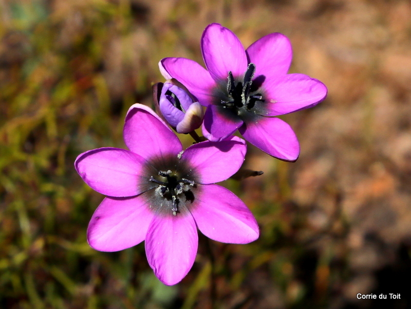 Ixia versicolor G.J.Lewis