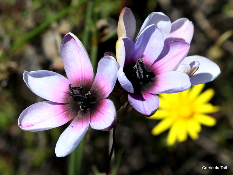 Ixia versicolor G.J.Lewis