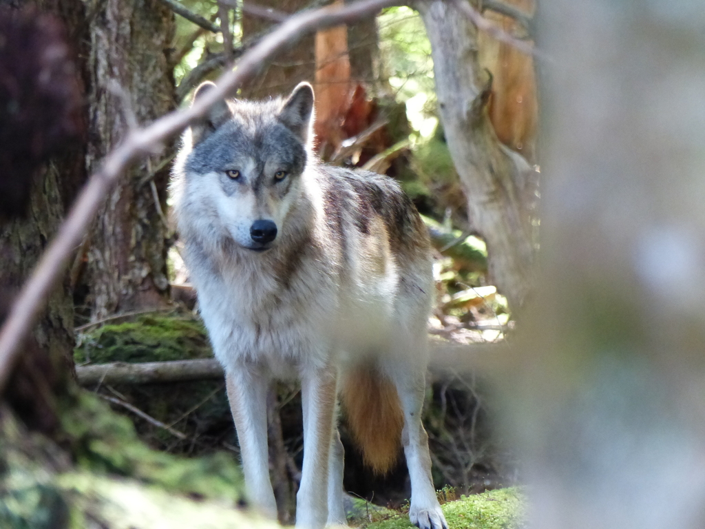 Coastal Wolf (Canis lupus crassodon) - Know Your Mammals
