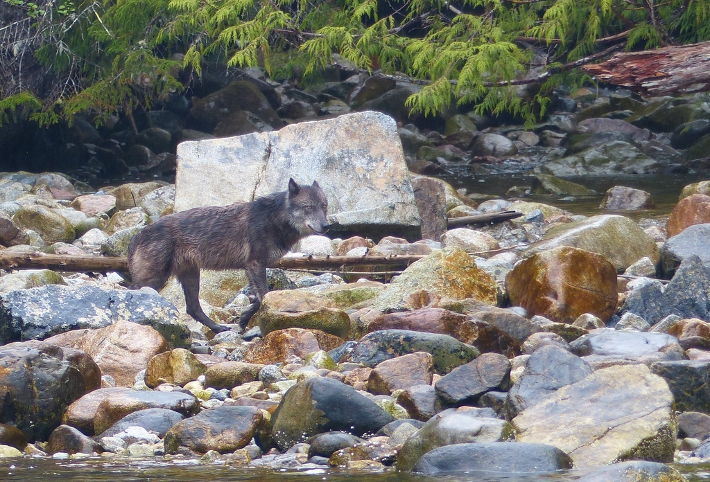 Coastal Wolf (Canis lupus crassodon) - Know Your Mammals