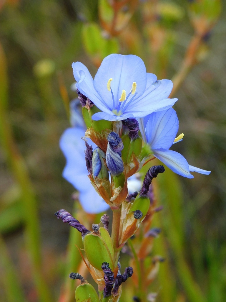 Blue Brilliant from Greyton, 7233, South Africa on October 7, 2020 at ...