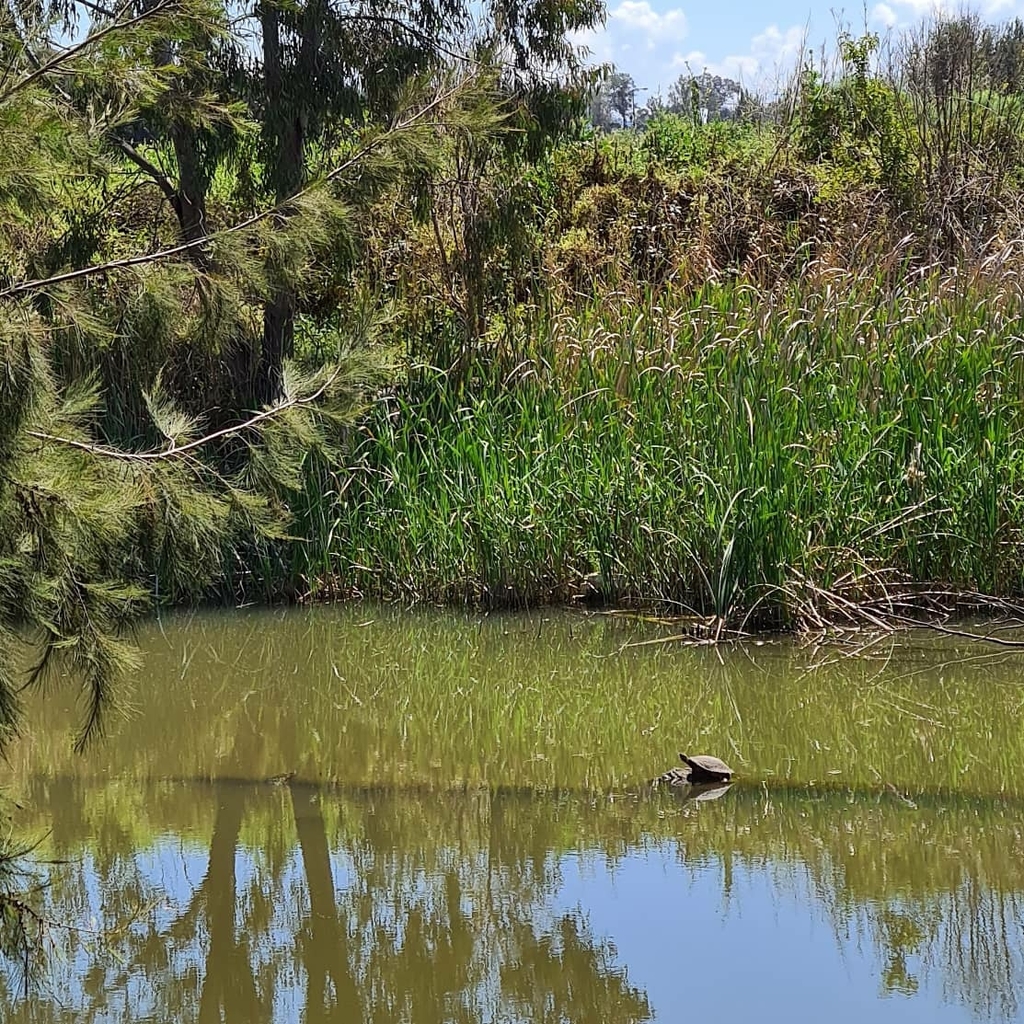 Common Snake-necked Turtle from Putta Bucca NSW 2850, Australia on ...