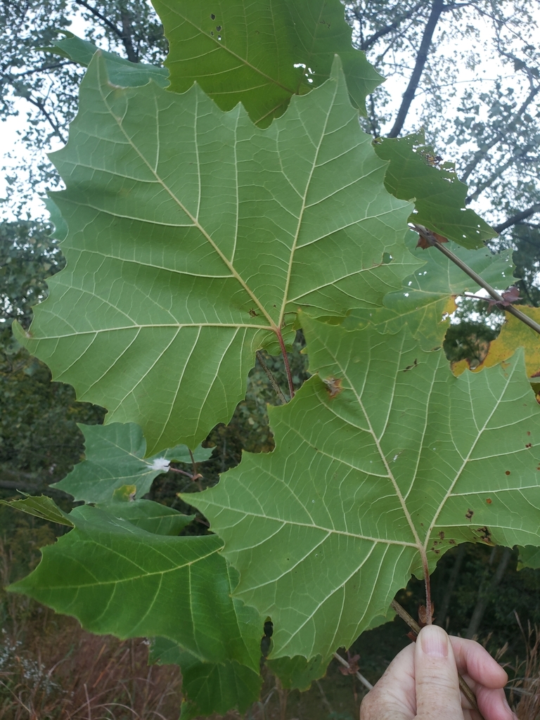 American sycamore from Parma, OH 44134, USA on October 12, 2020 at 06: ...