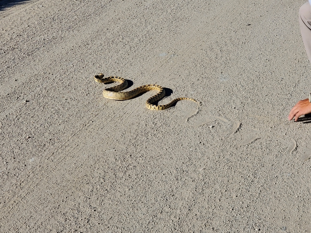 Great Basin Gopher Snake from Yerington, NV 89447, USA on October 12 ...