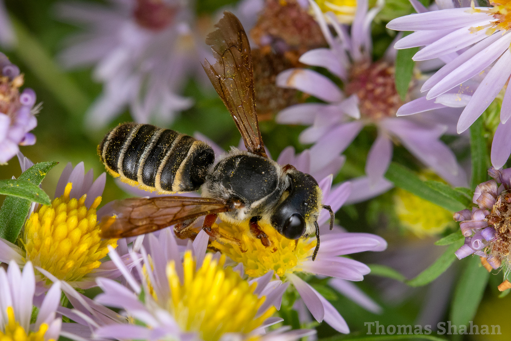 Megachile inimica inimica in October 2020 by Thomas Shahan · iNaturalist