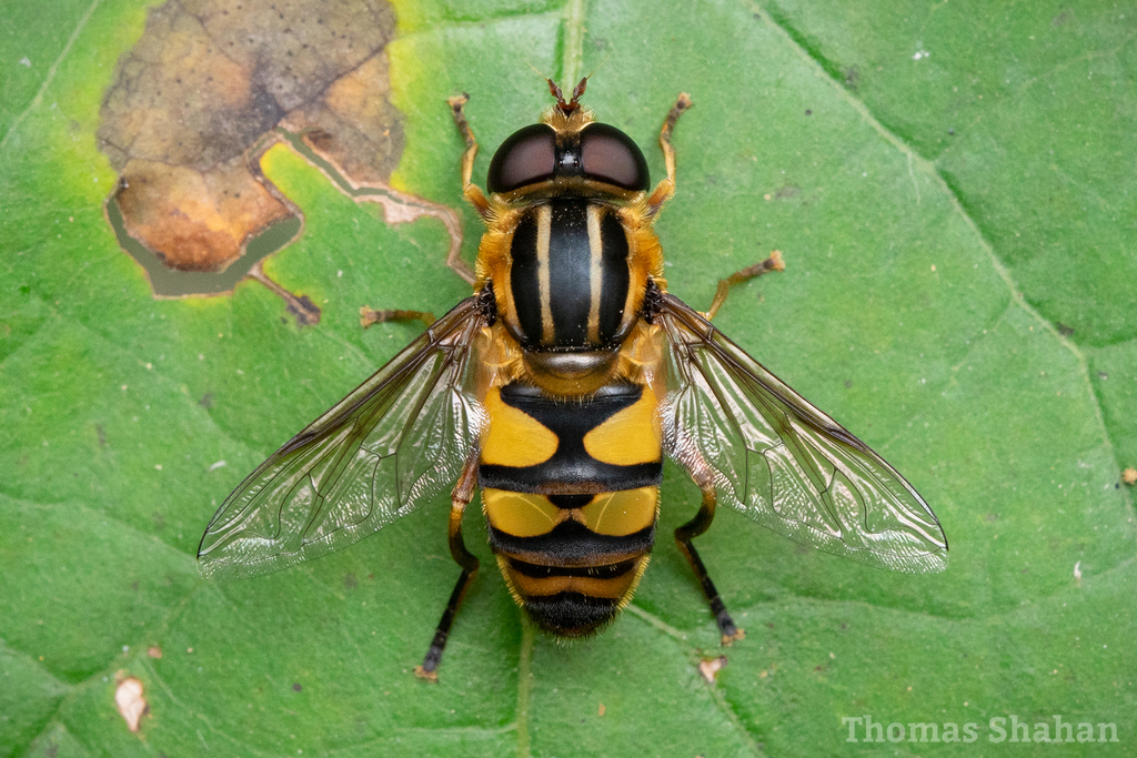 Narrow-headed Marsh Fly (Seney and the Surrounding Areas Pollinators ...