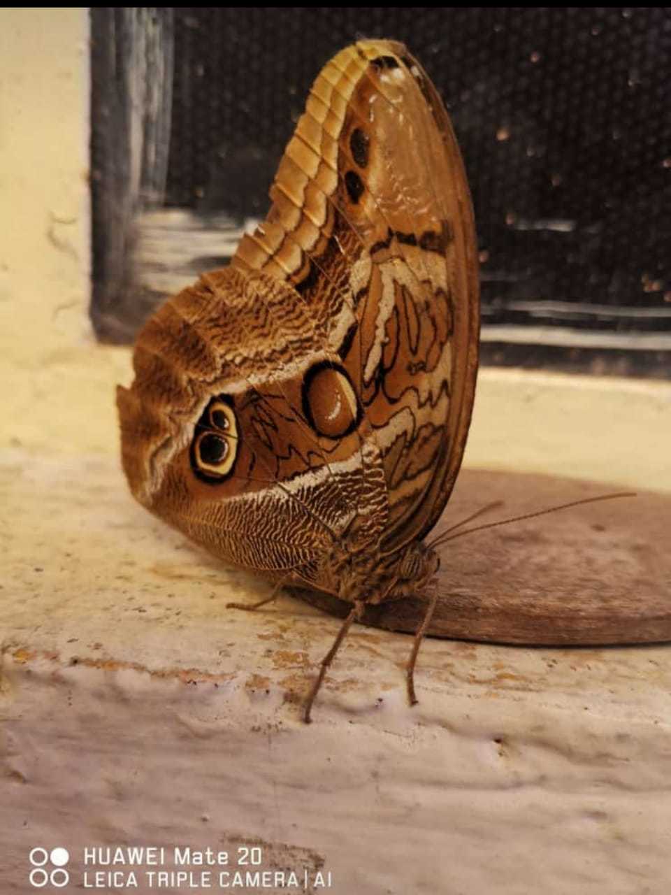 Eryphanis aesacus (Herrich-Schäffer, 1850)