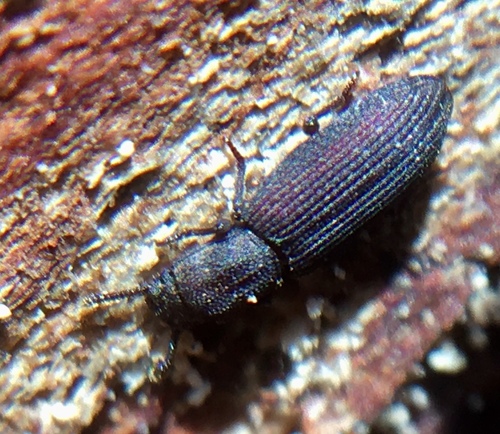 Pycnomerus fuliginosus · iNaturalist