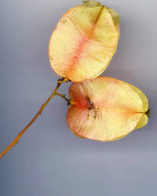 Chinese Flame Tree (LA Urban Forest Program) · iNaturalist