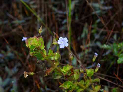 Conobea aquatica · iNaturalist
