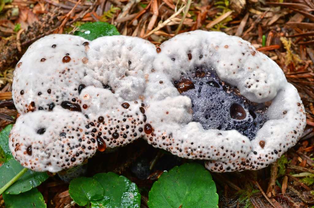 Bleeding Tooth Fungus Uk