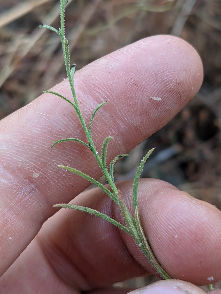 western lessingia (Benitoa occidentalis) - Botanical Realm
