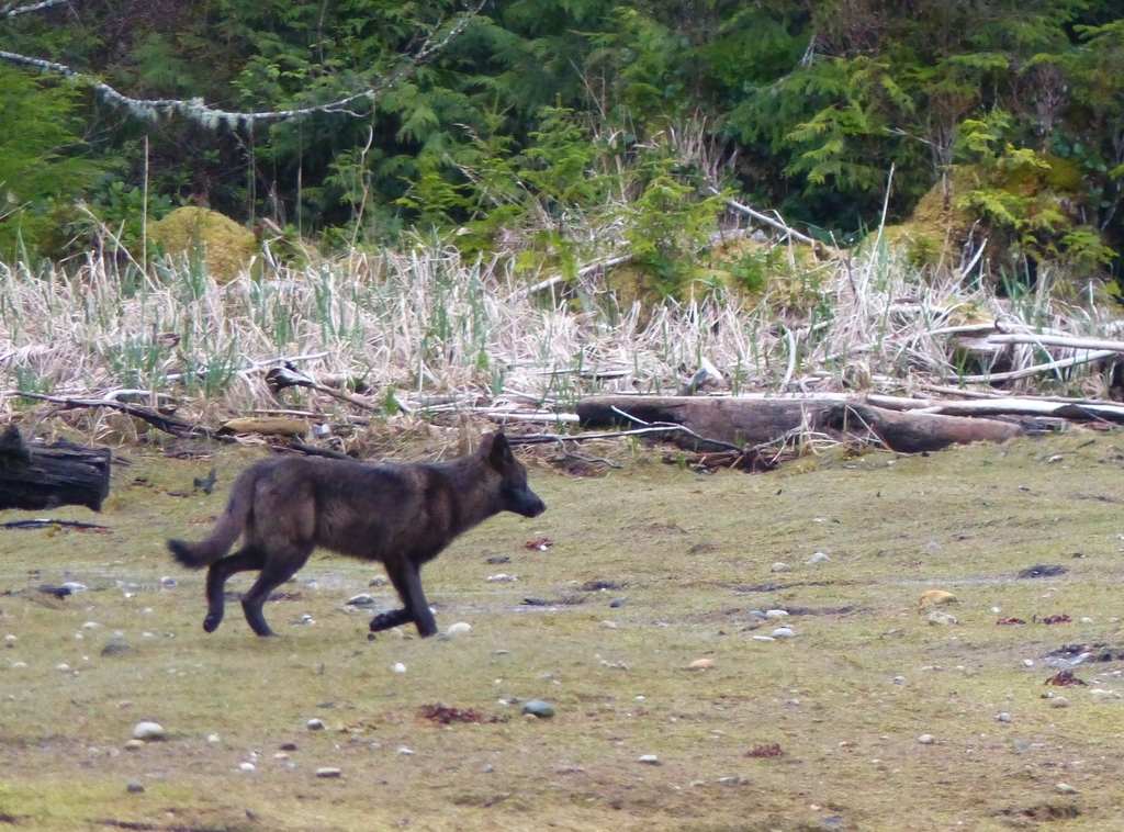 Coastal Wolf (Canis lupus crassodon) - Know Your Mammals