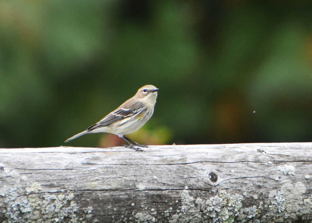 Yellow-rumped Warbler in October 2020 by bkgs66 · iNaturalist