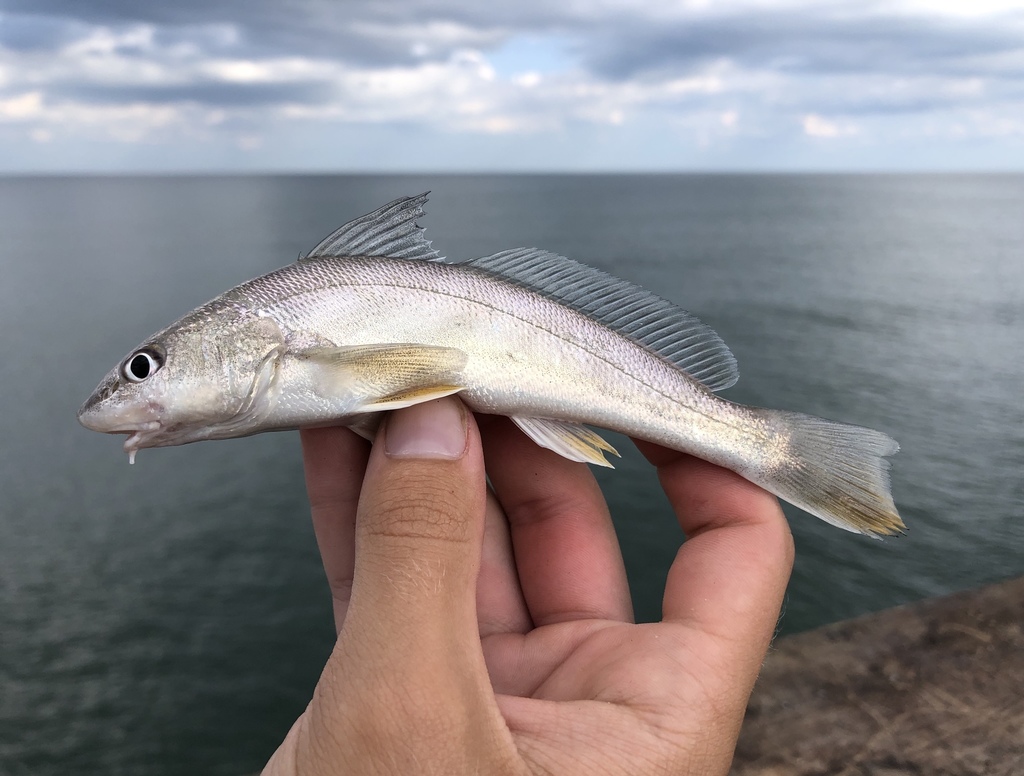Southern Kingfish (Marine life of the Rio Grande Valley) · iNaturalist