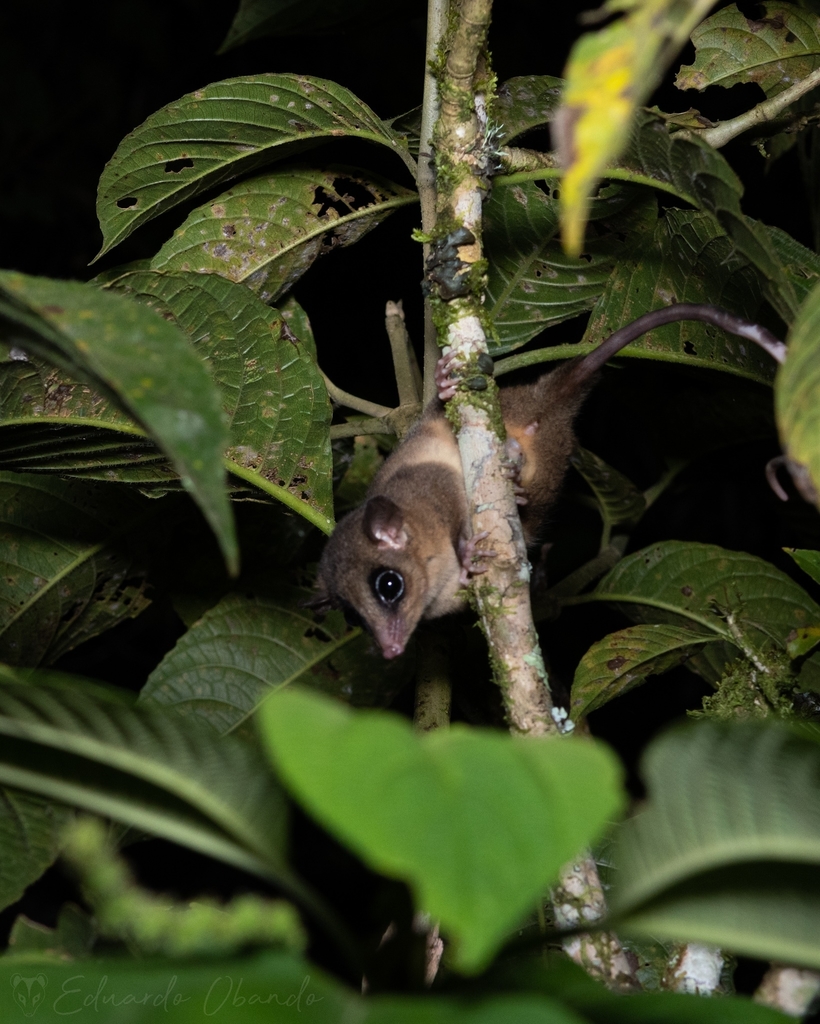 Little Woolly Mouse Opossum (Mammals SW Colombia) · iNaturalist