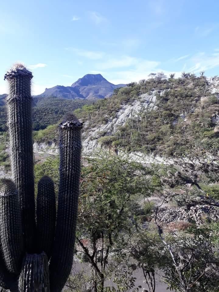 Cephalocereus totolapensis (Bravo & T.Mac Doug.) Buxb.