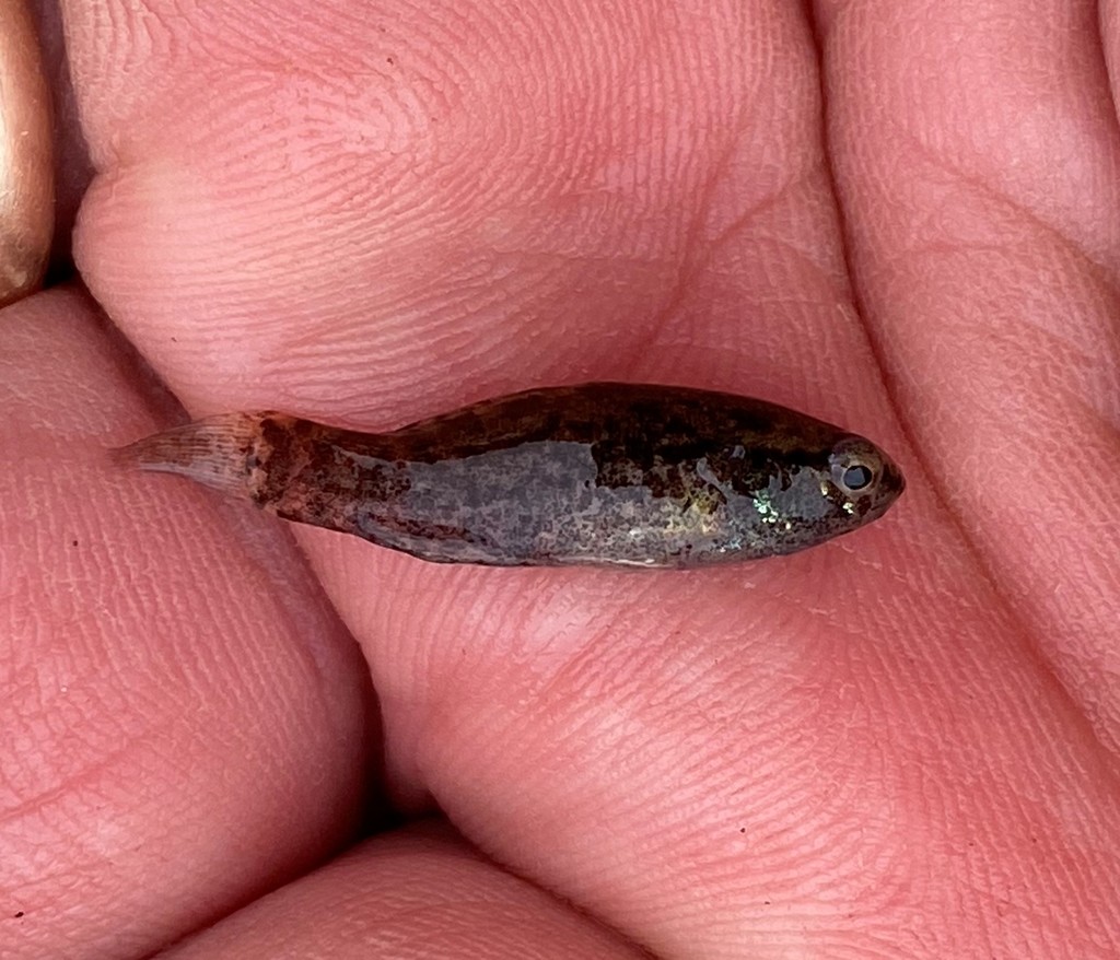 Banded Pygmy Sunfish from Little Lubbub Creek, St. Hwy 86, Pickens ...