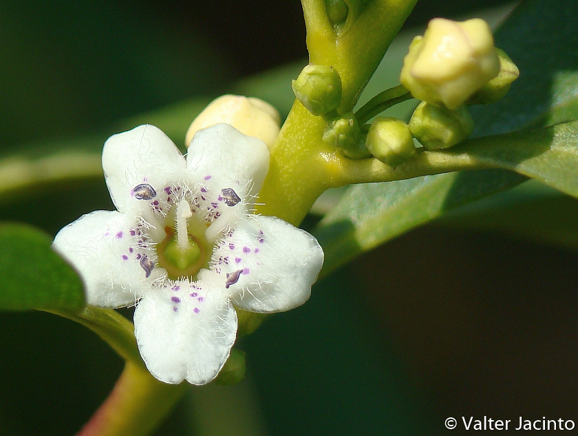 Myoporum (LA Urban Forest Program) · iNaturalist Mexico