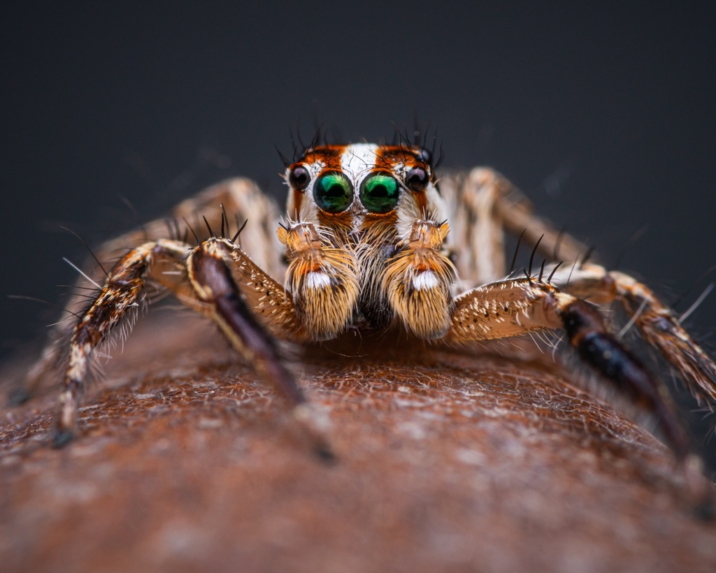 Pantropical Jumping Spider from Luzon Island, Iba, Zambales, PH on ...