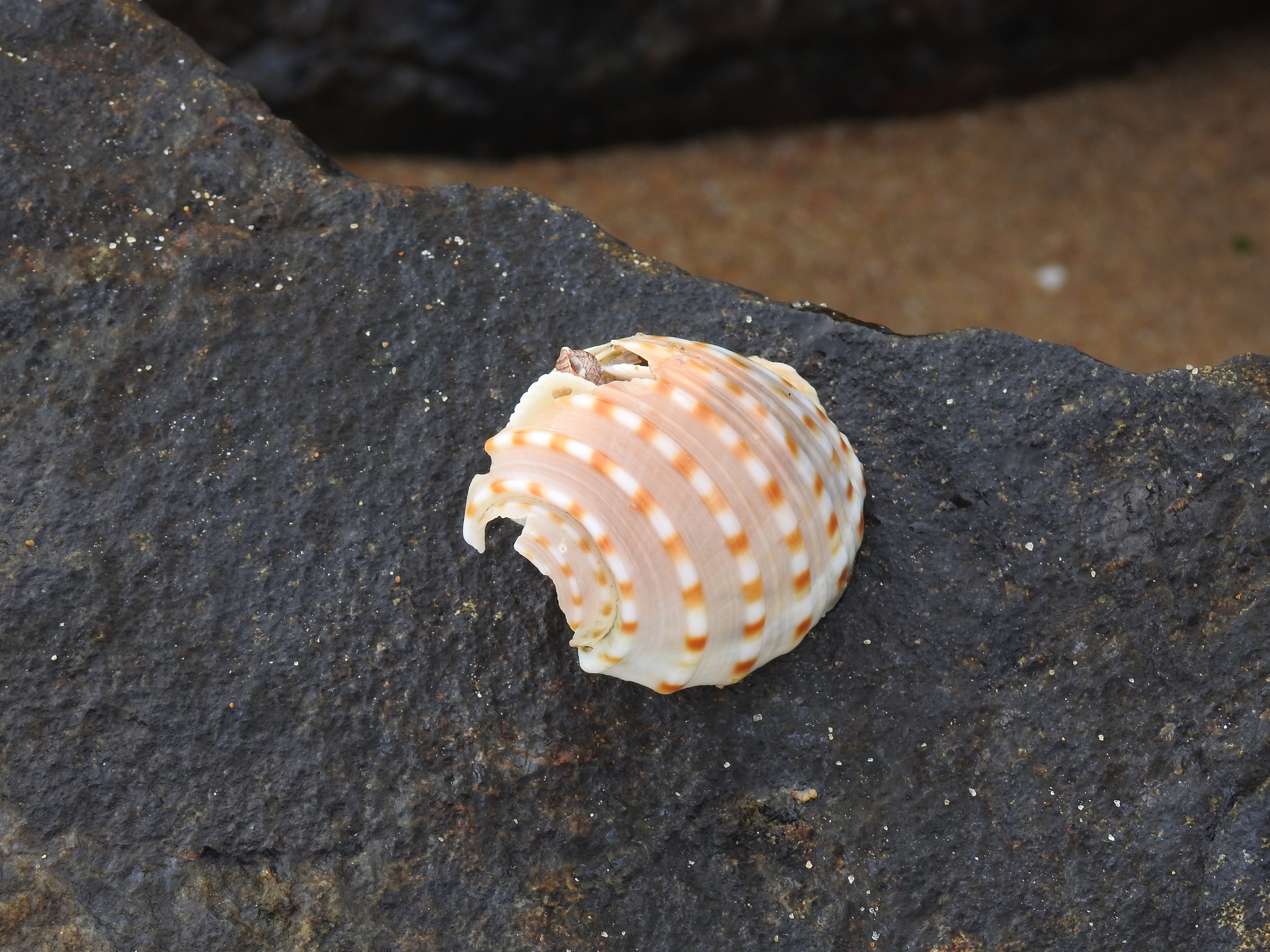 Tonna dolium (Linnaeus, 1758)