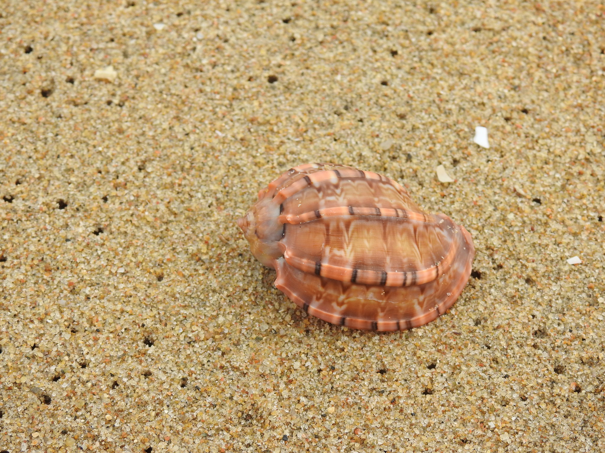 Harpa davidis Röding, 1798