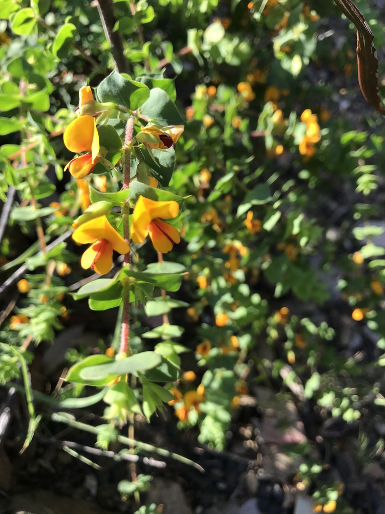 spiny bush-pea from Woodstock, NSW, AU on October 13, 2020 at 06:42 AM ...