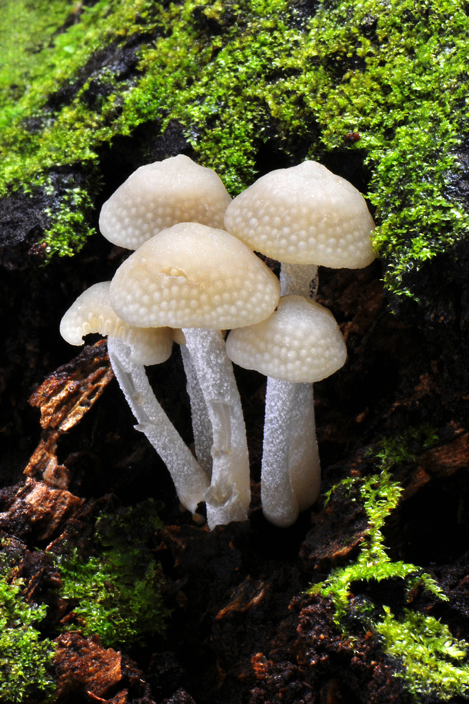 Favolaschia (Fungi of Taman Tugu) · iNaturalist
