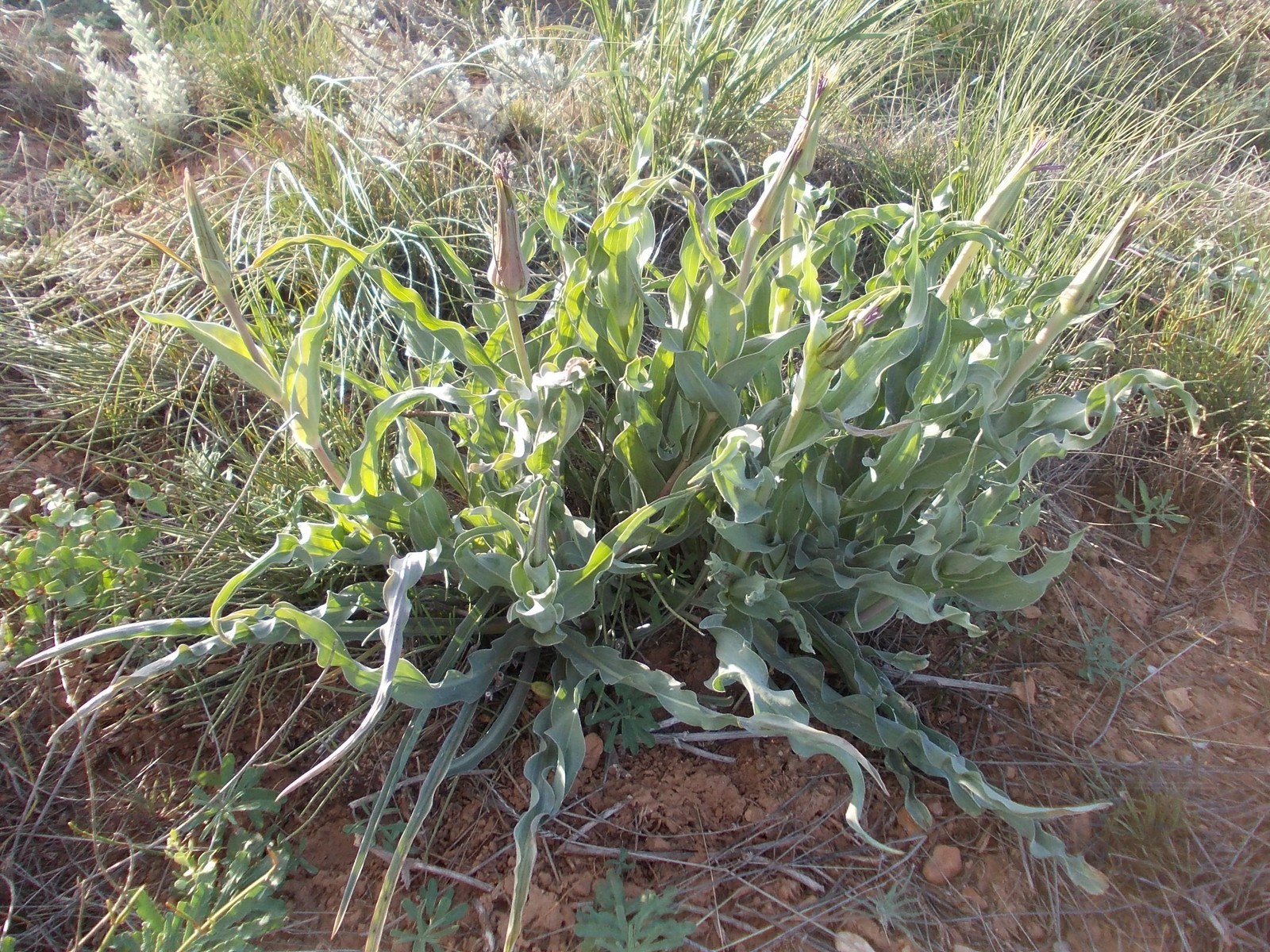 Tragopogon marginifolius Pawl.