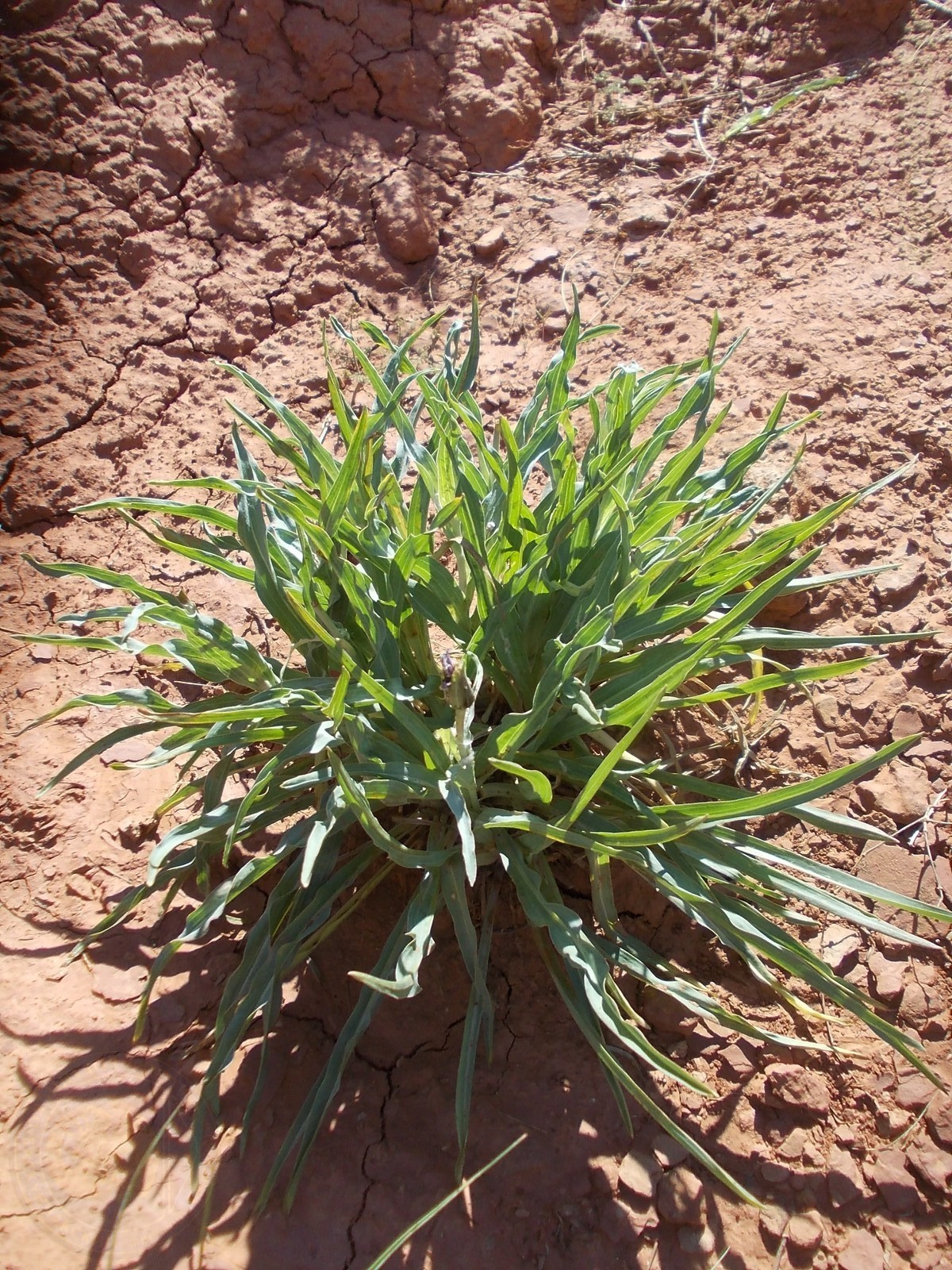 Tragopogon marginifolius Pawl.