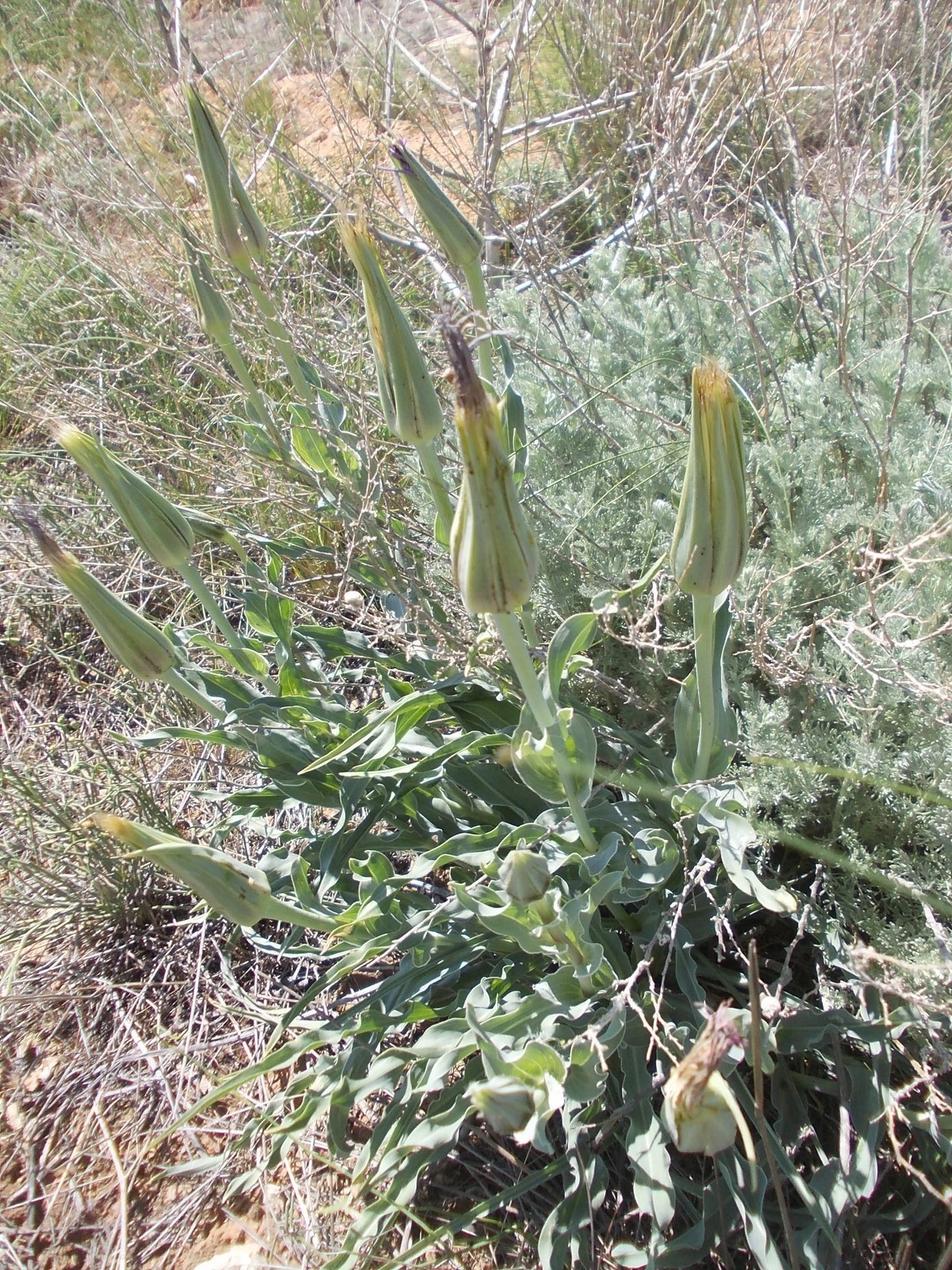Tragopogon marginifolius Pawl.