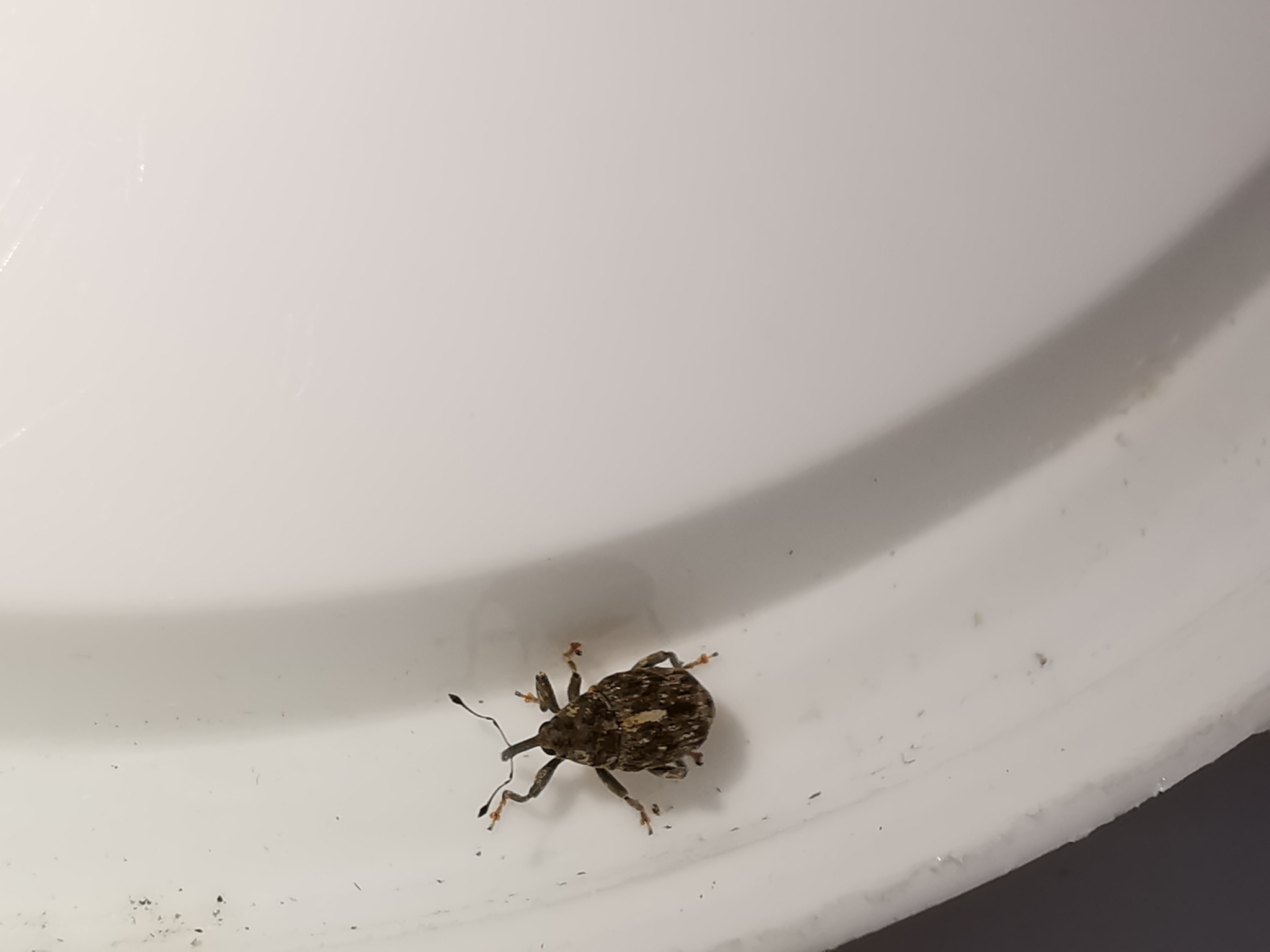 Datonychus H.Wagner, 1944