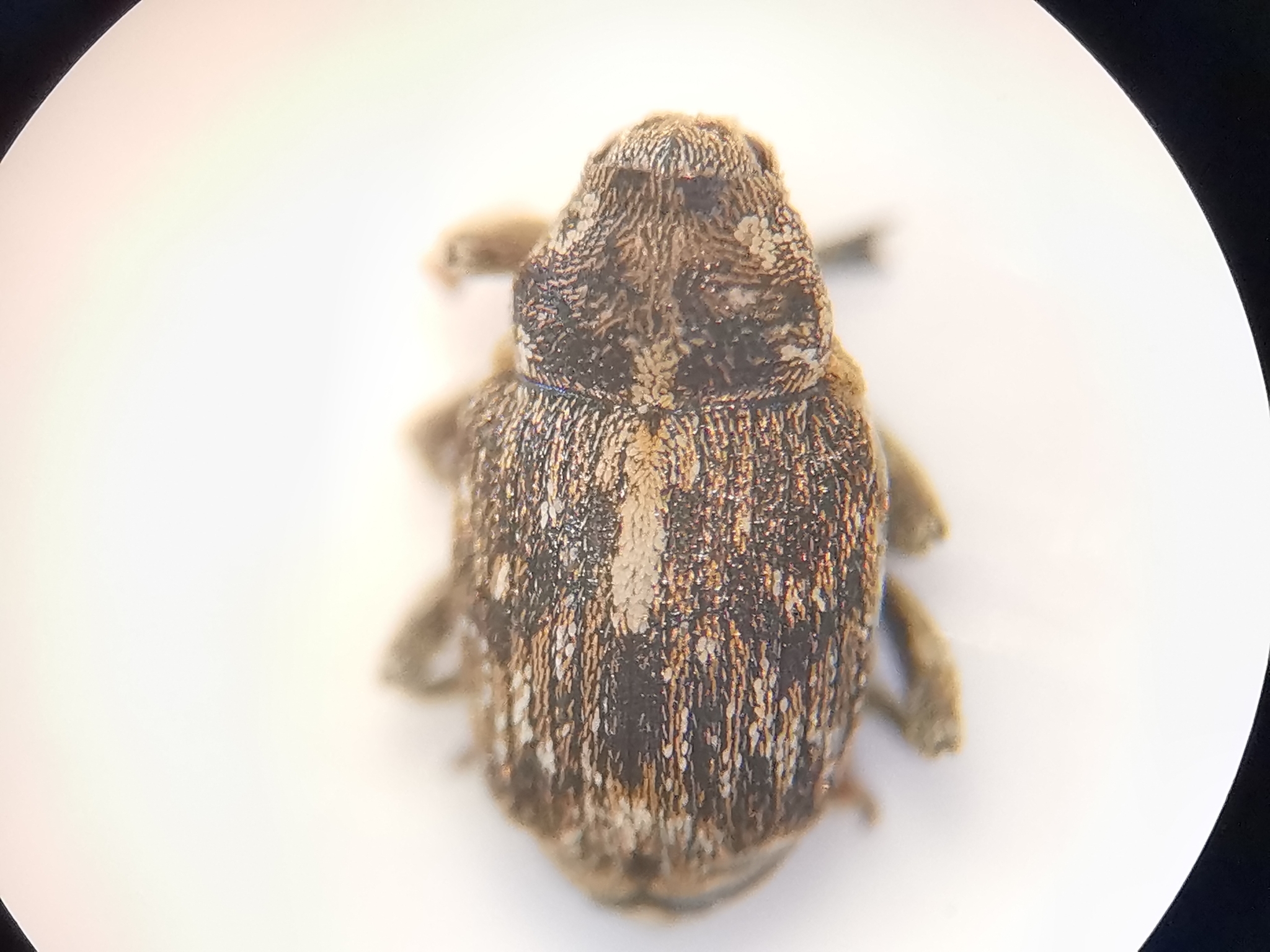 Datonychus H.Wagner, 1944