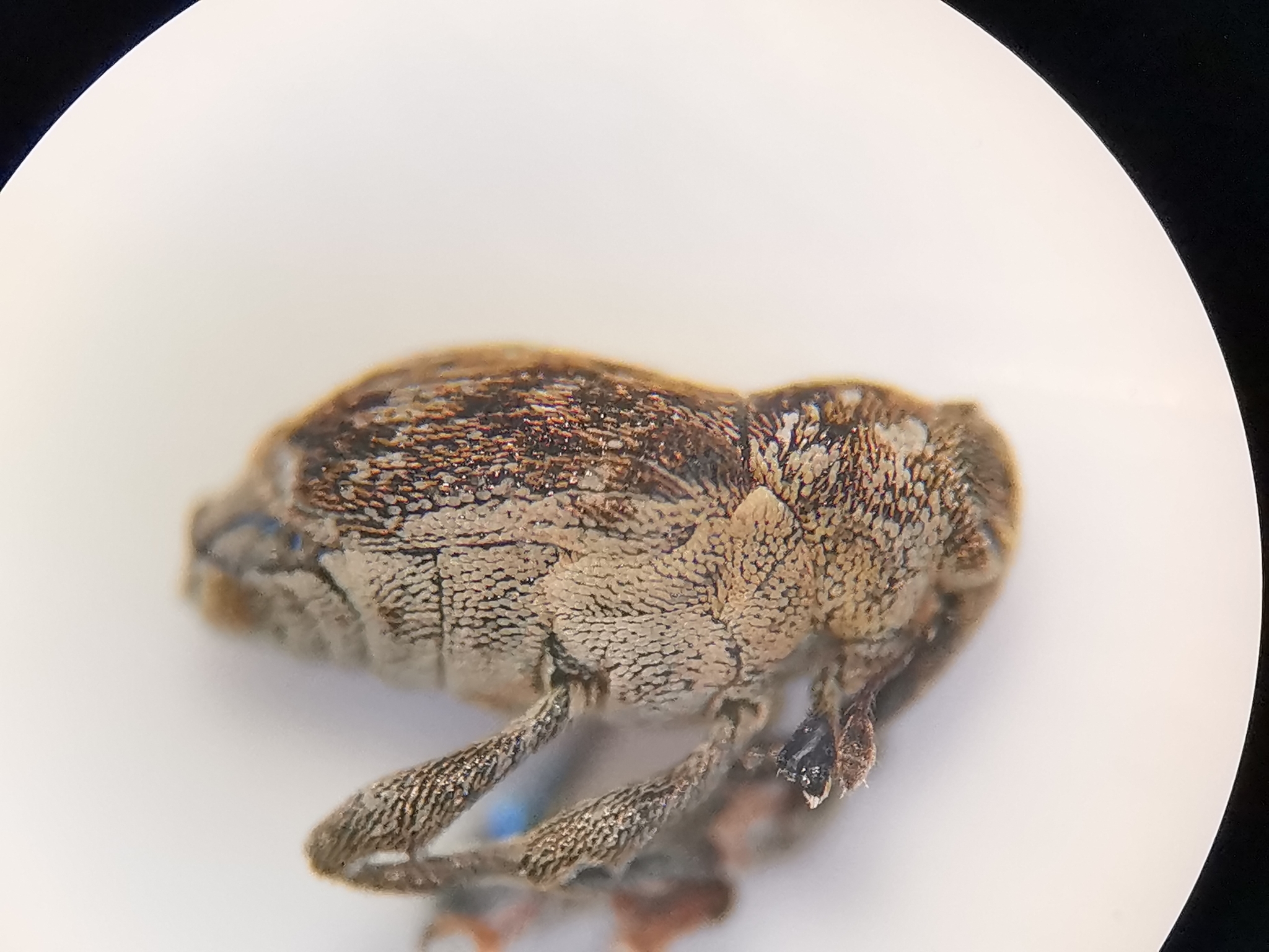 Datonychus H.Wagner, 1944