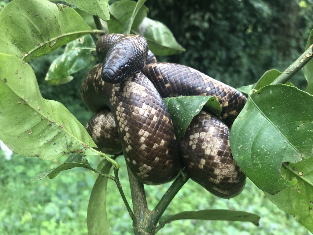 African Burrowing Python from Djomo, Central African Republic on ...