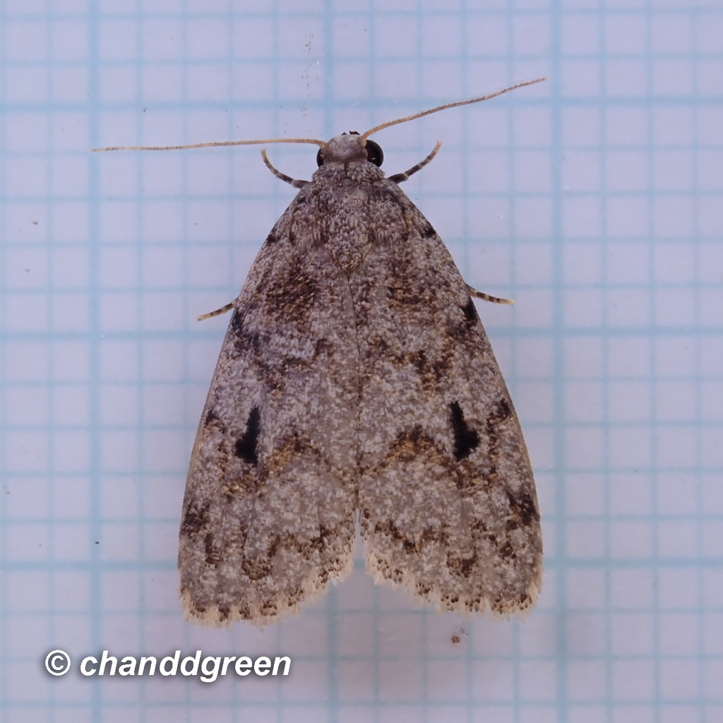 Aemene from 香港馬鞍山 on October 12, 2020 at 09:27 PM by Young Chan ...