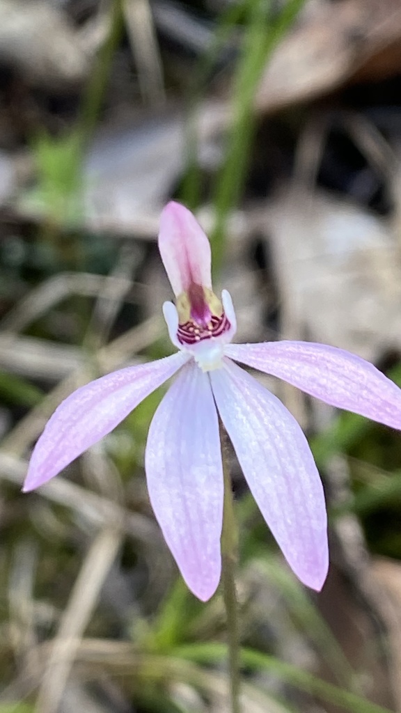 Pink Lady Fingers from Swanson Road, Dereel, VIC, AU on October 12 ...