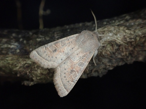 Orthosia ella · NaturaLista Colombia
