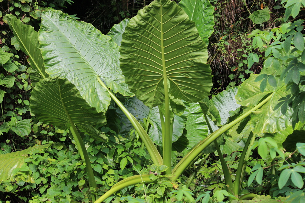 Hoja pintada (ARACEAE DE COLOMBIA) · iNaturalist