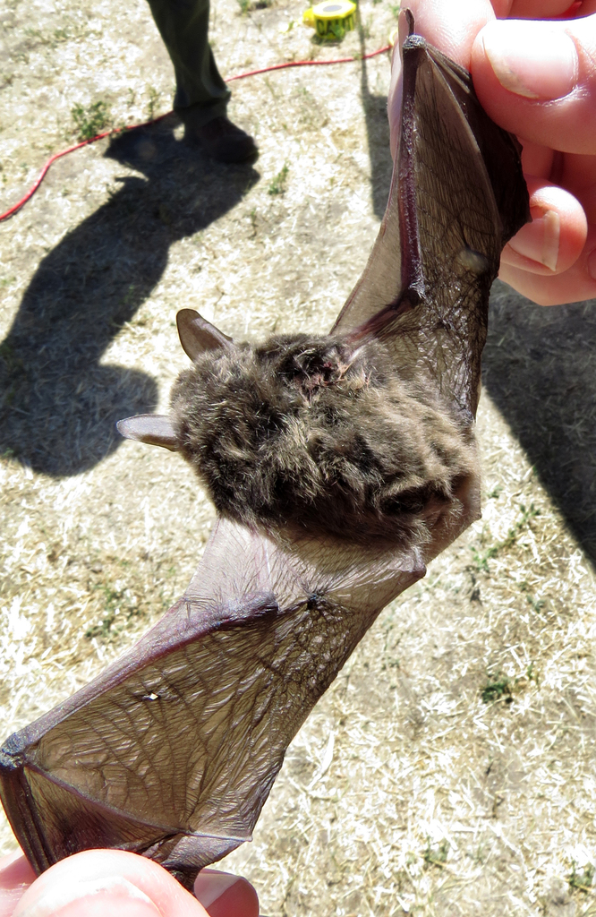 Evening Bats from Deer Creek, north of Mann Creek General Store which ...