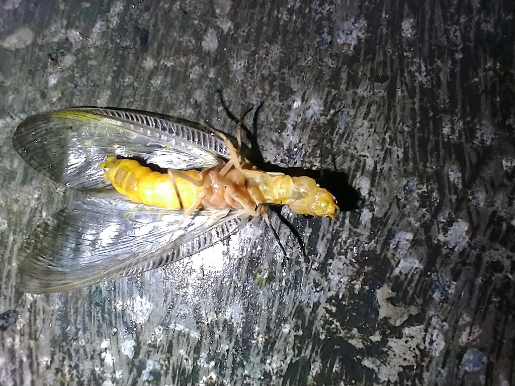 Protohermes costalis from 232台灣新北市坪林區坪林里 on October 12, 2020 at 11:16 ...