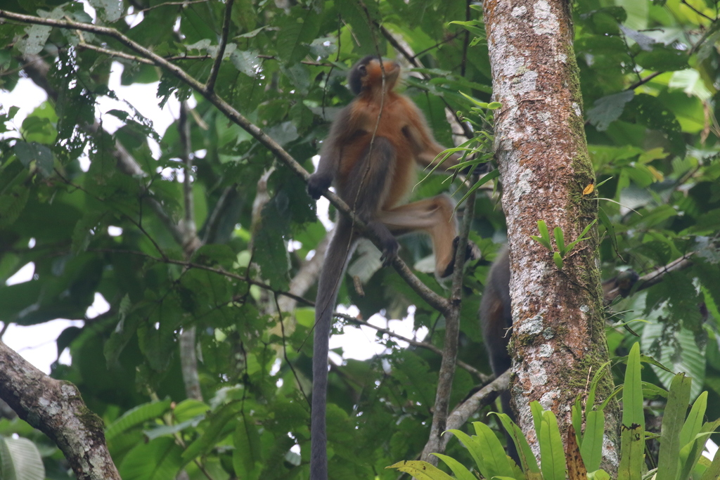 Capped Lutung in September 2020 by Rajib Rudra Tariang · iNaturalist