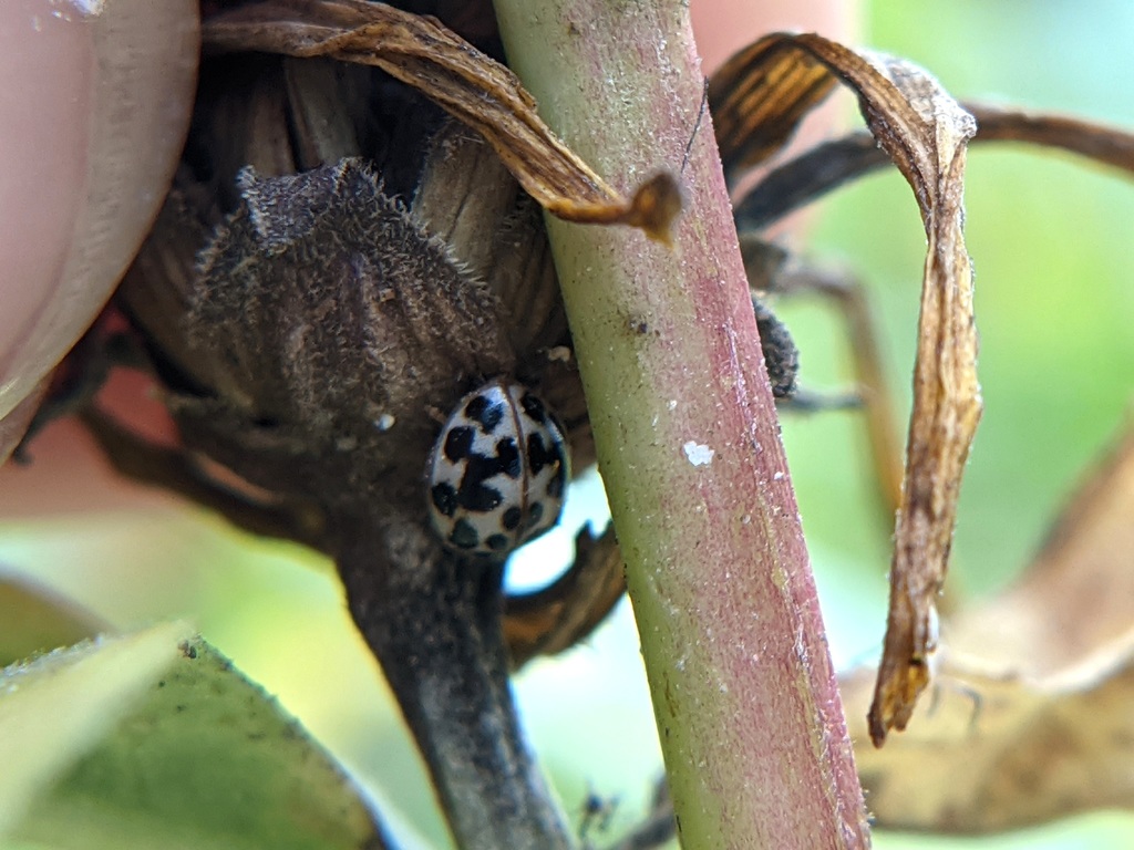 Twenty-spotted Lady Beetle from Middlesex, Massachusetts, United States ...