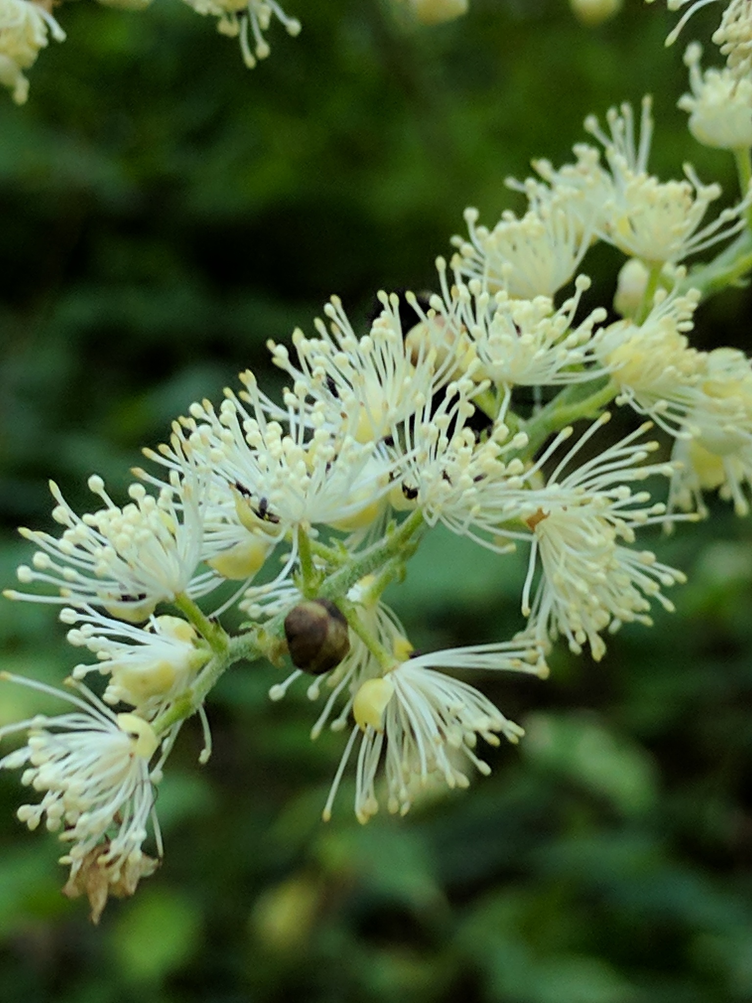 Actaea podocarpa DC.