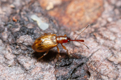 Minurus testaceus · iNaturalist