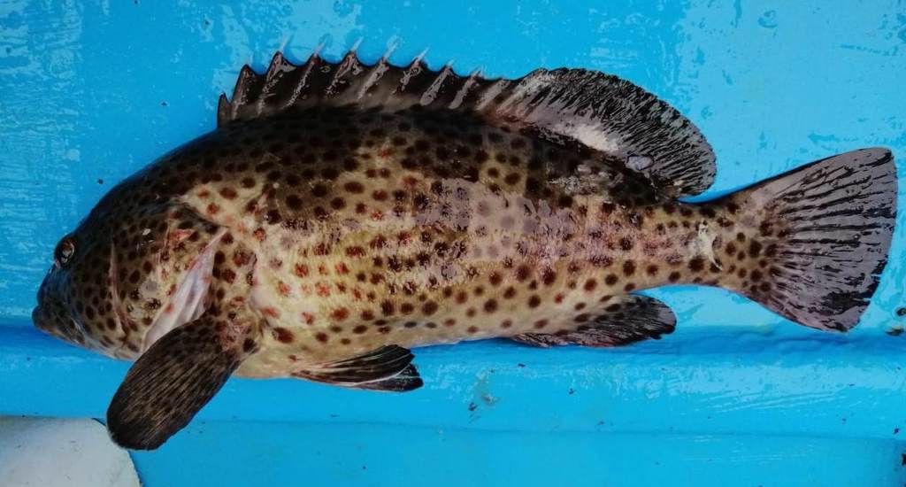Spotted Grouper (Epinephelus analogus) - Marine Life Identification